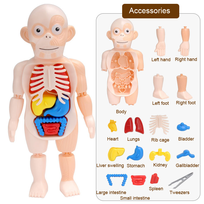 Best price for Kid Montessori 3D Puzzle Human Body Anatomy Model ...